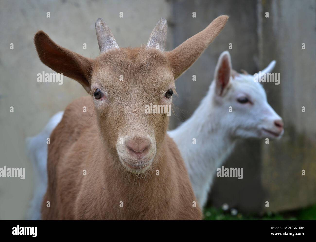 Domestic farm animal hi-res stock photography and images - Alamy