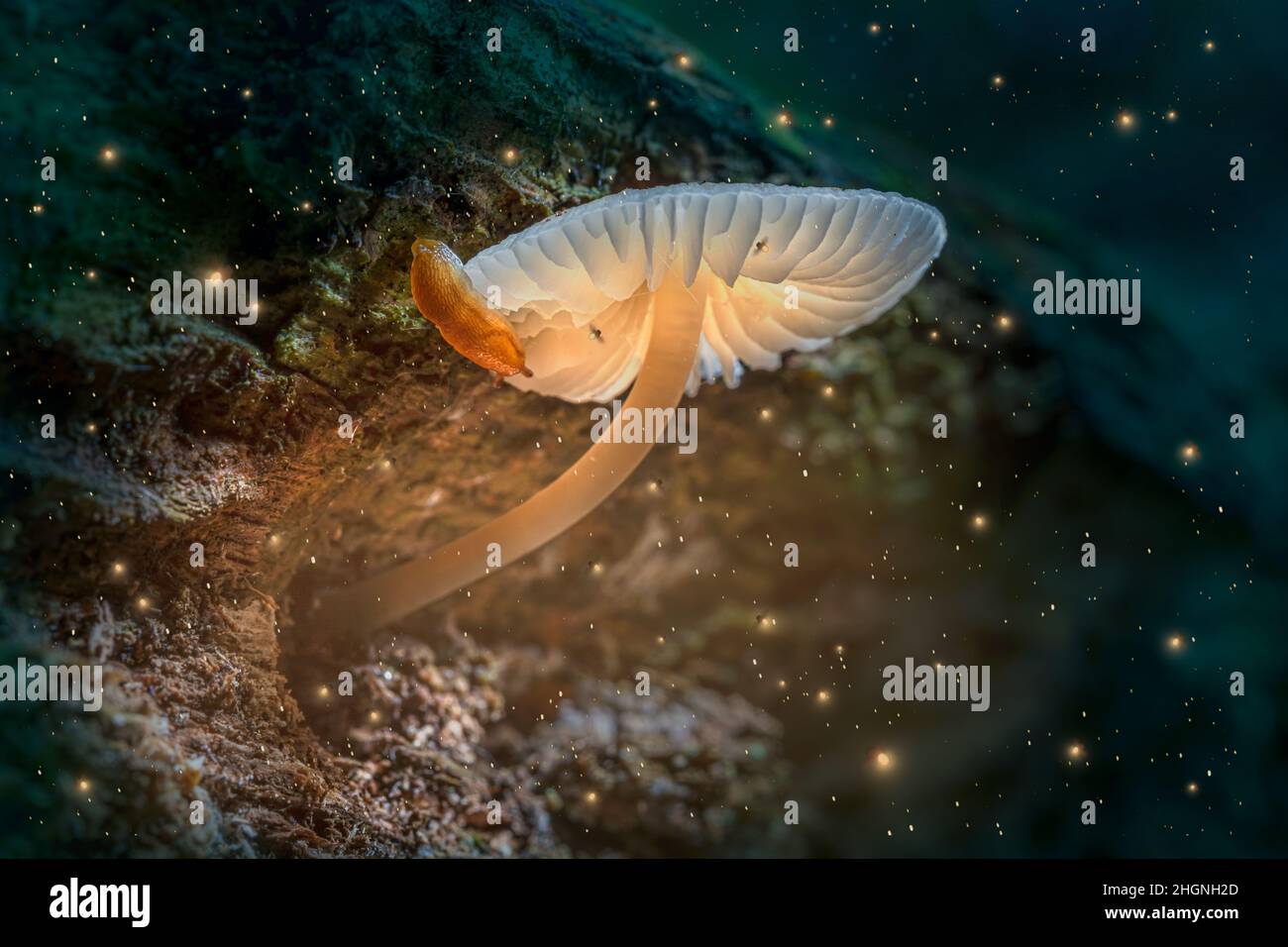 Glowing yellow mushroom on tree with snail in dark forest with ...