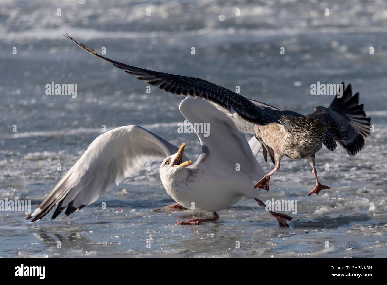 Angry seagull thief hi-res stock photography and images - Alamy