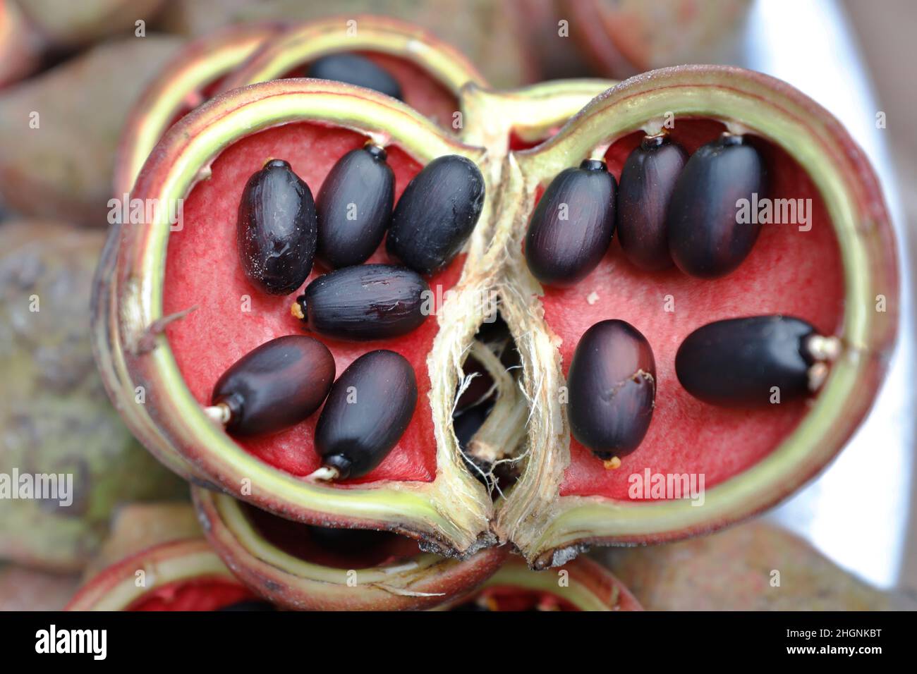 Dhaka, Bangladesh - January 22, 2022: Wood nuts or box nuts are the ...