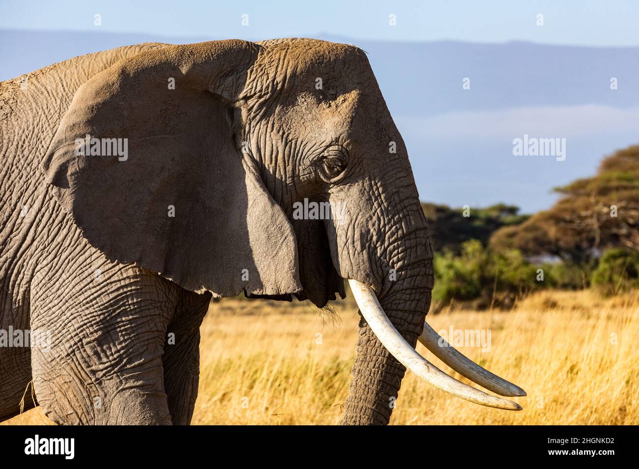 Maasai amboseli elephant hi-res stock photography and images - Alamy