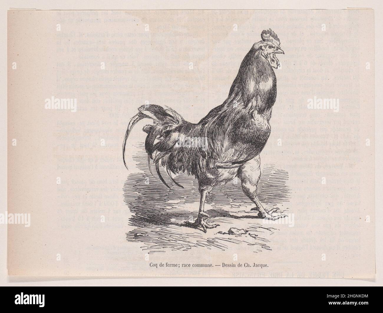 Coq de ferme hi-res stock photography and images - Alamy