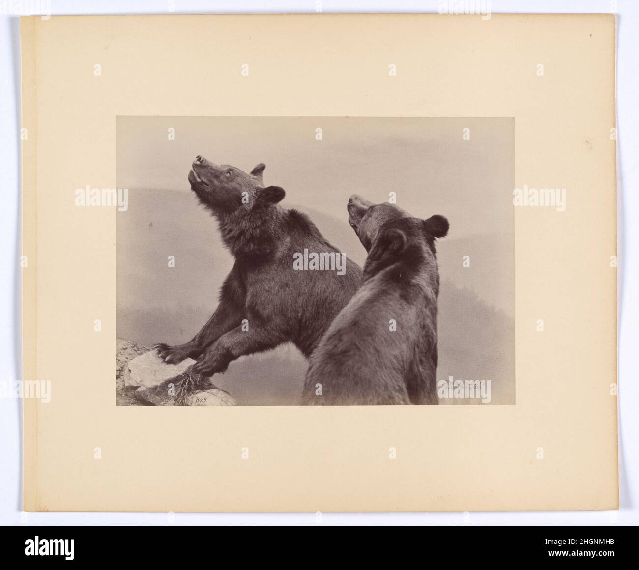 Lissa leszno hi-res stock photography and images - Alamy