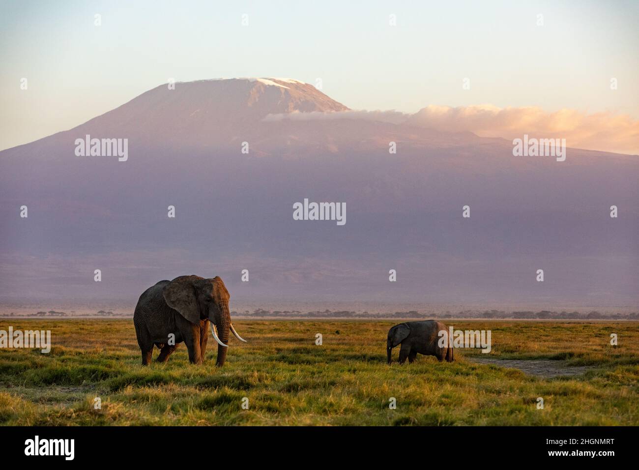 KENYA - AUGUST 16, 2018: Two elephants in front of Kilimanjaro in ...