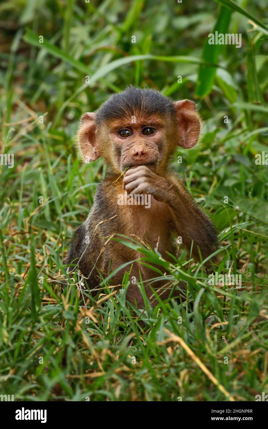 Yellow baboon - Papio cynocephalus, large ground primate from African ...