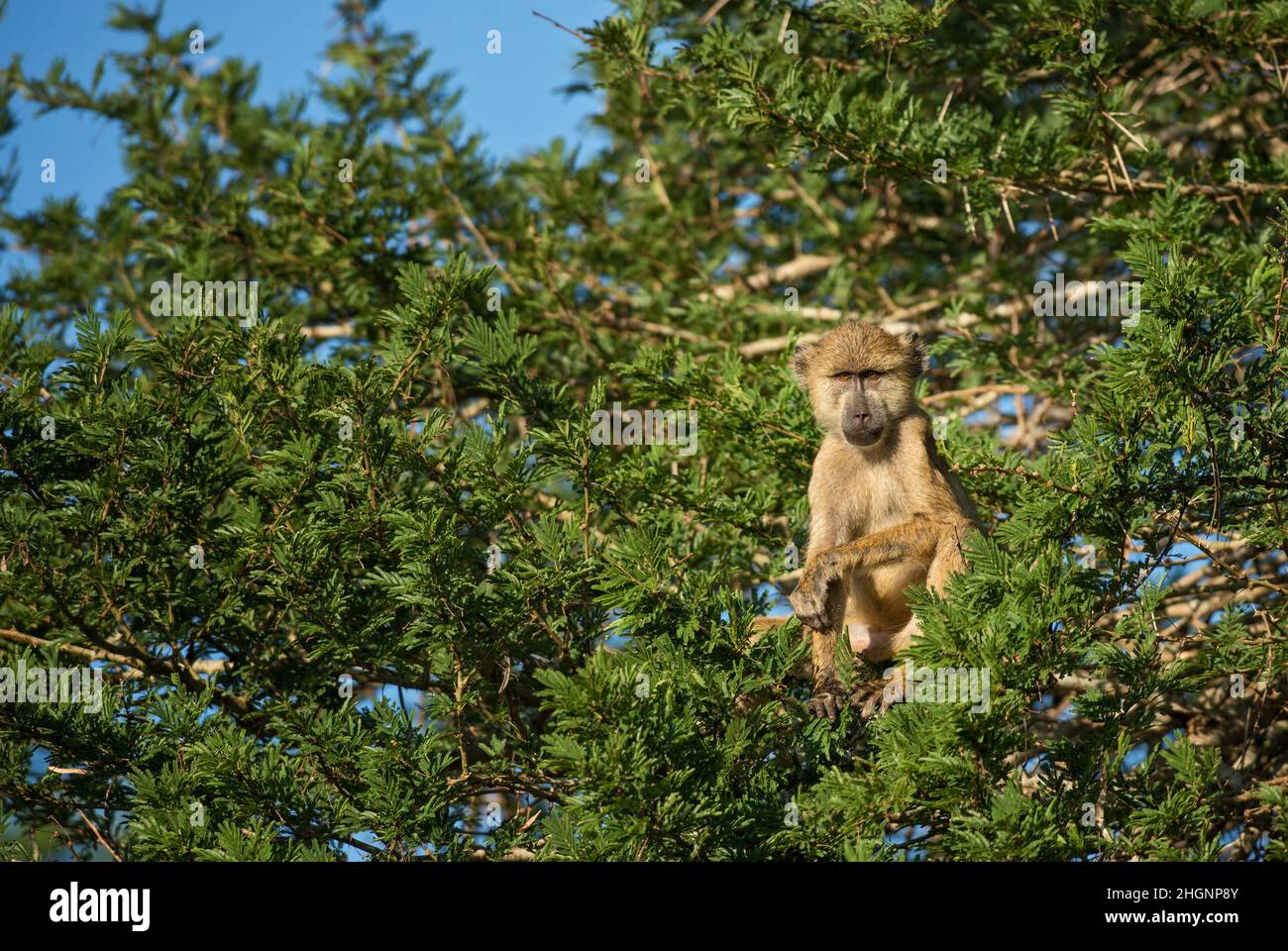 Yellow baboon - Papio cynocephalus, large ground primate from African ...