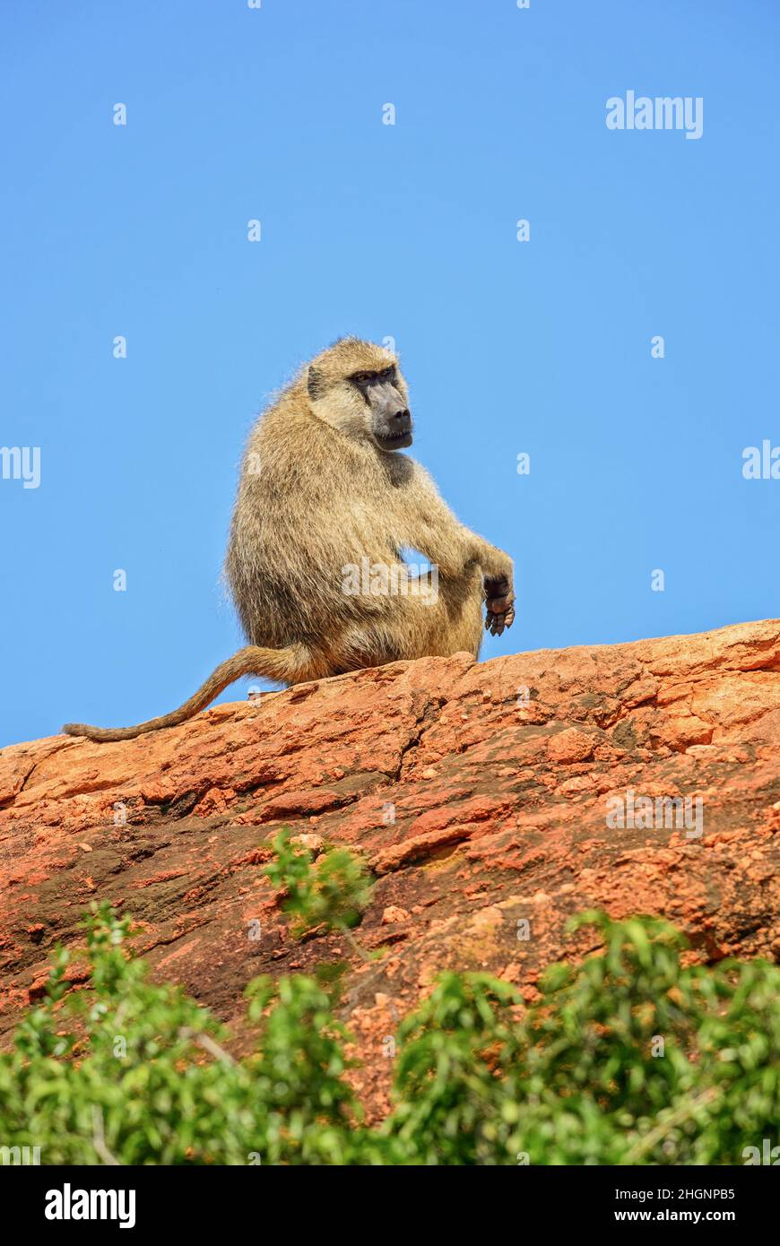 African baboon hi-res stock photography and images - Alamy