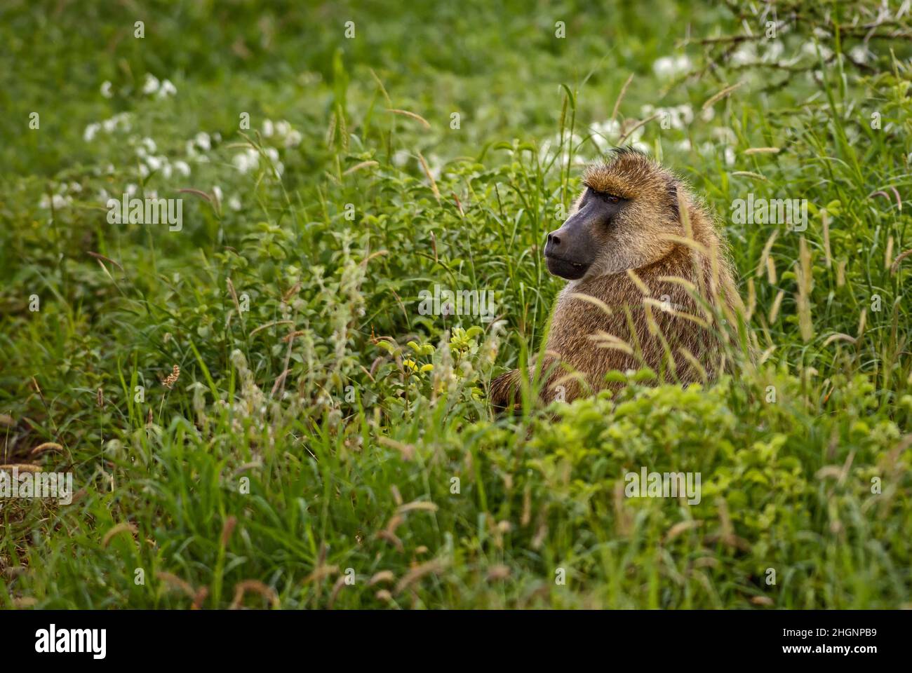 African yellow baboon hi-res stock photography and images - Alamy