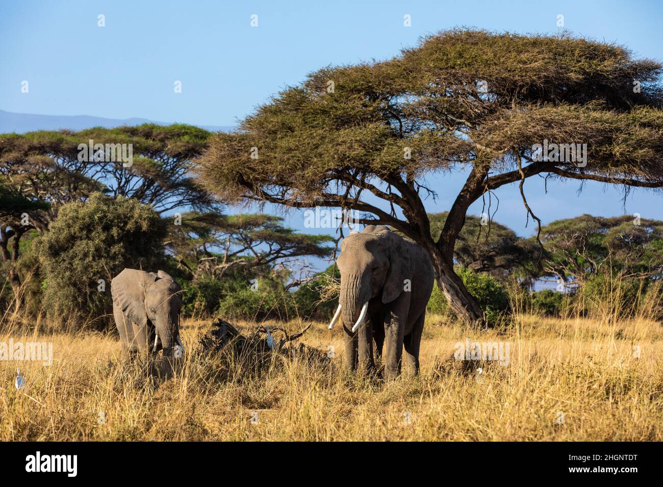 Mount kilimanjaro acacia trees hi-res stock photography and images - Alamy