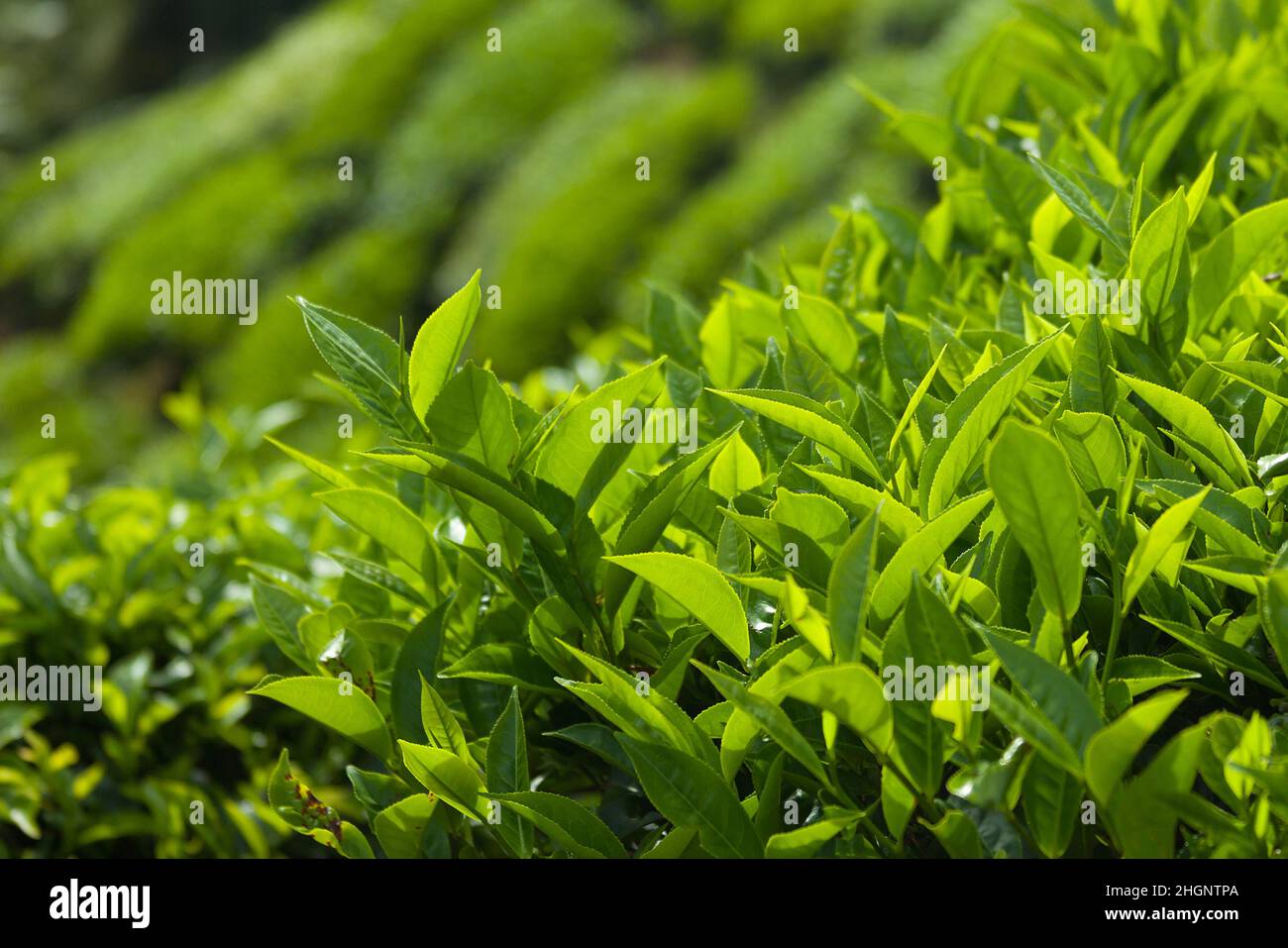 Fresh tea leaves on hi-res stock photography and images - Alamy
