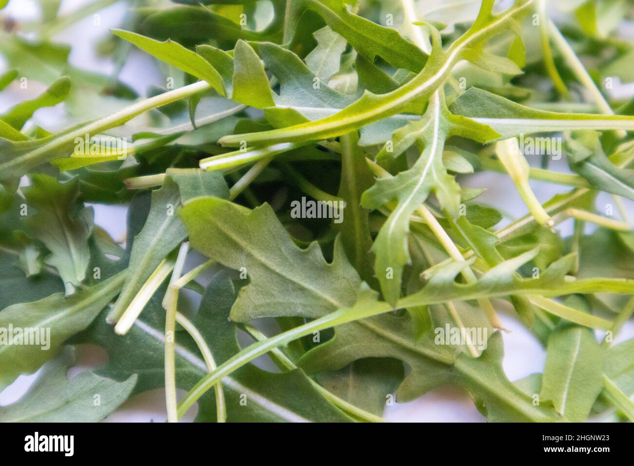 Green fresh rucola or arugula leaves isolated on white background Stock ...