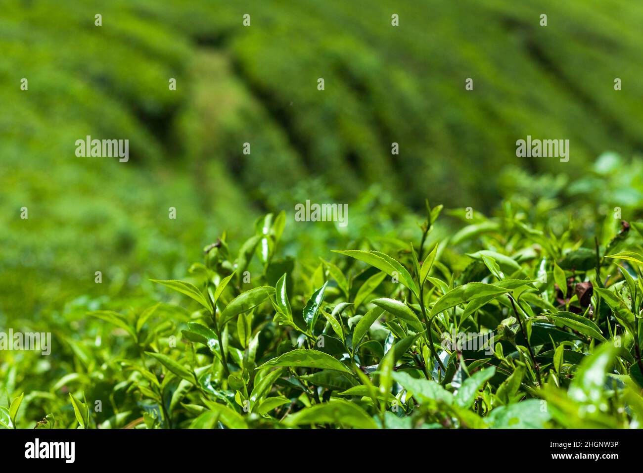 Fresh tea leaves grow on the plantation of Cameron Highlands Stock ...