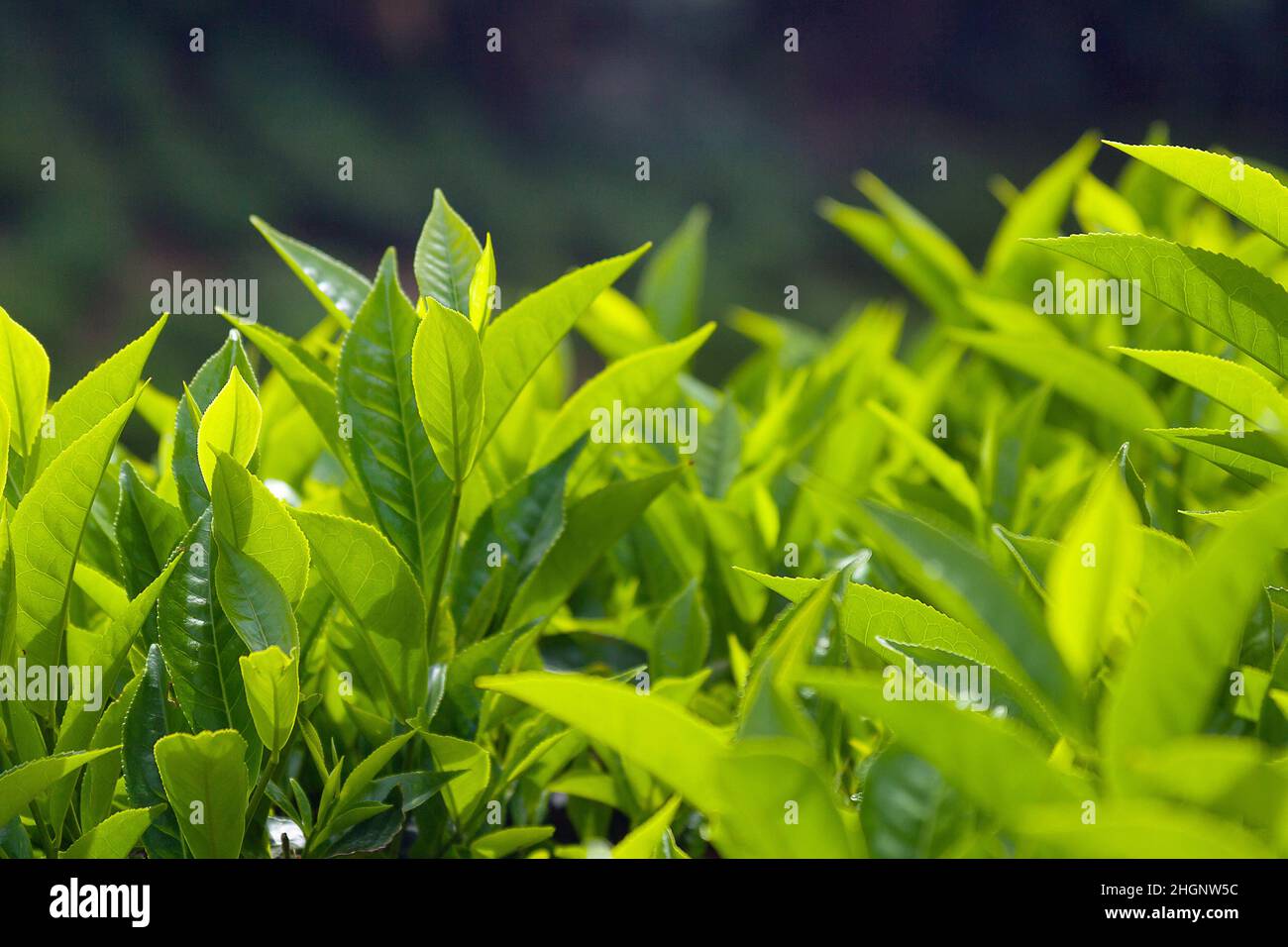 Tea bush hi-res stock photography and images - Alamy