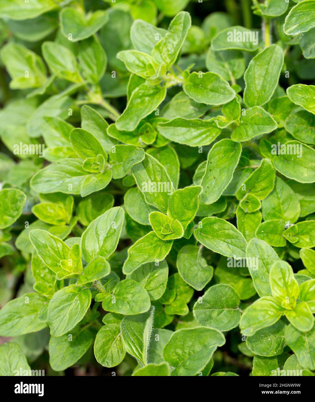 Natural oregano hi-res stock photography and images - Alamy