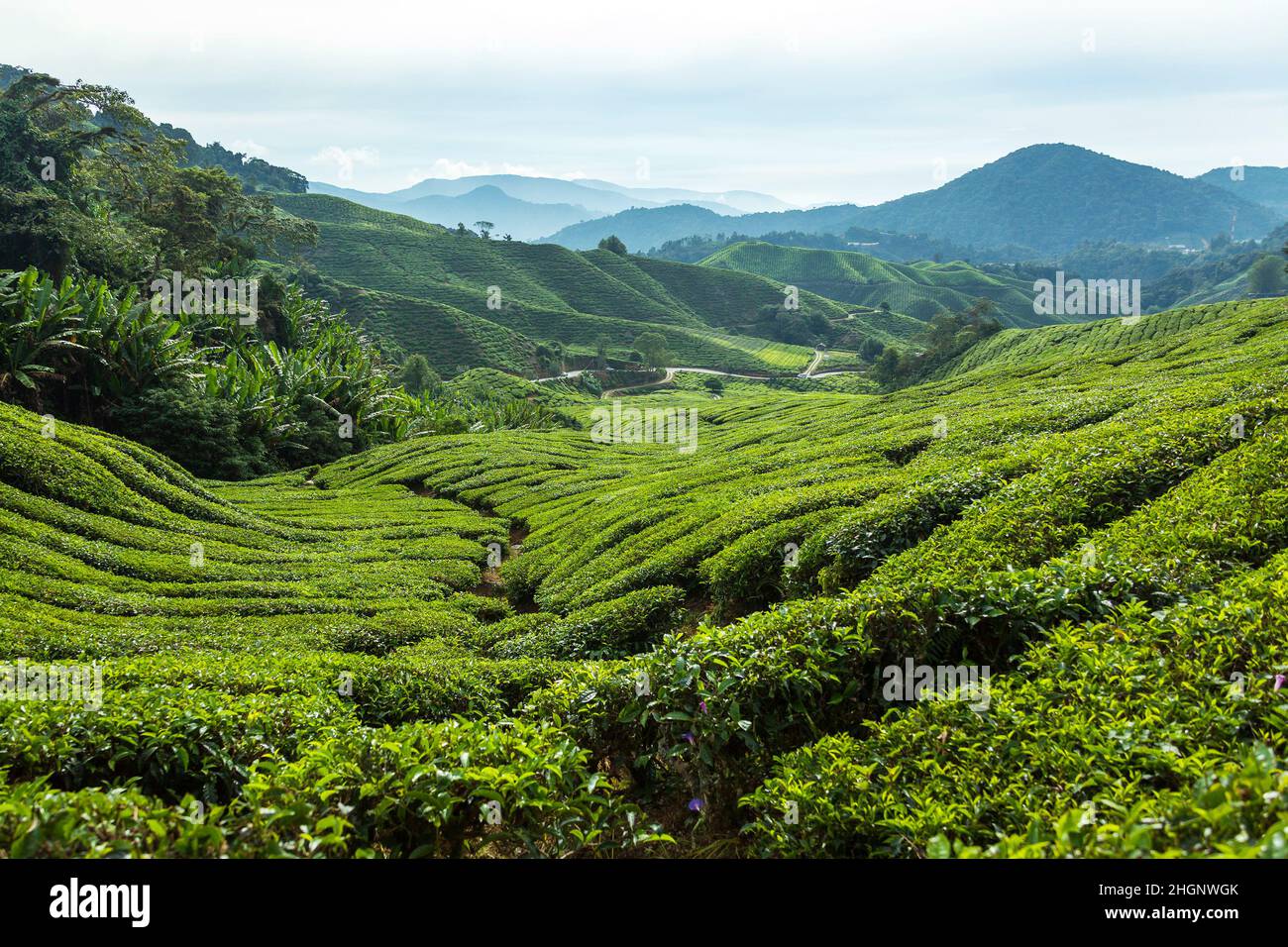 Cameron highlands malaysia hi-res stock photography and images - Alamy