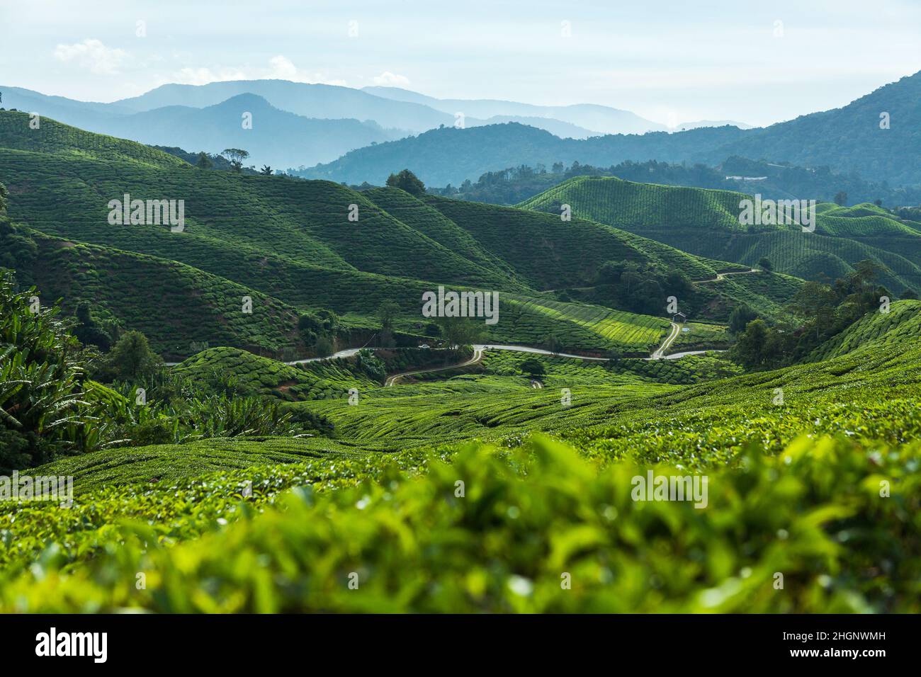 Tea plantation fields crop hi-res stock photography and images - Alamy