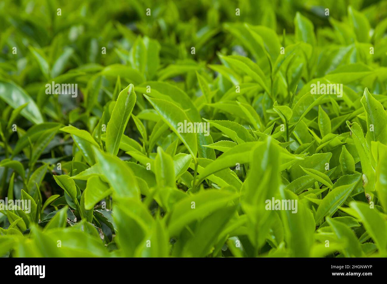 Freshly growing tea leaves on a bush Stock Photo - Alamy