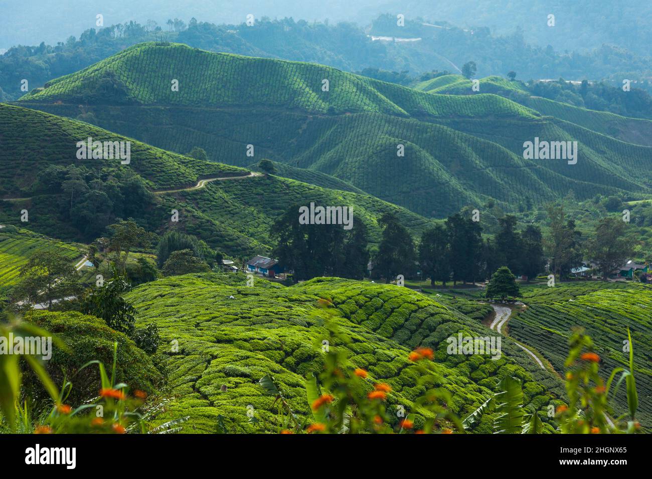 Tea plantation at Cameron Highlands Stock Photo - Alamy