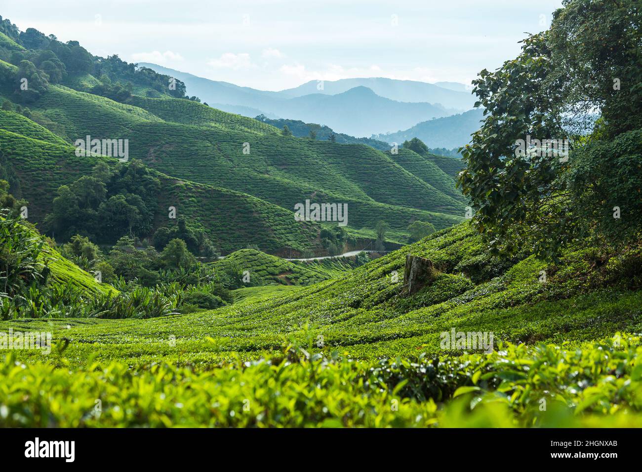 Tea plantations on a farm Stock Photo - Alamy