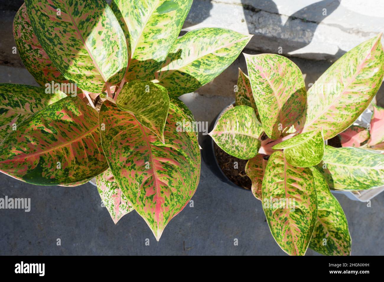 Aglaonema bigroy or aglaonema lulaiwan clumps in the pot. This ...
