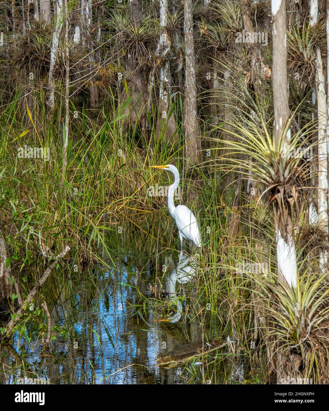 Cyrpress trees in swamp along Loop Road in Big Cypress National ...