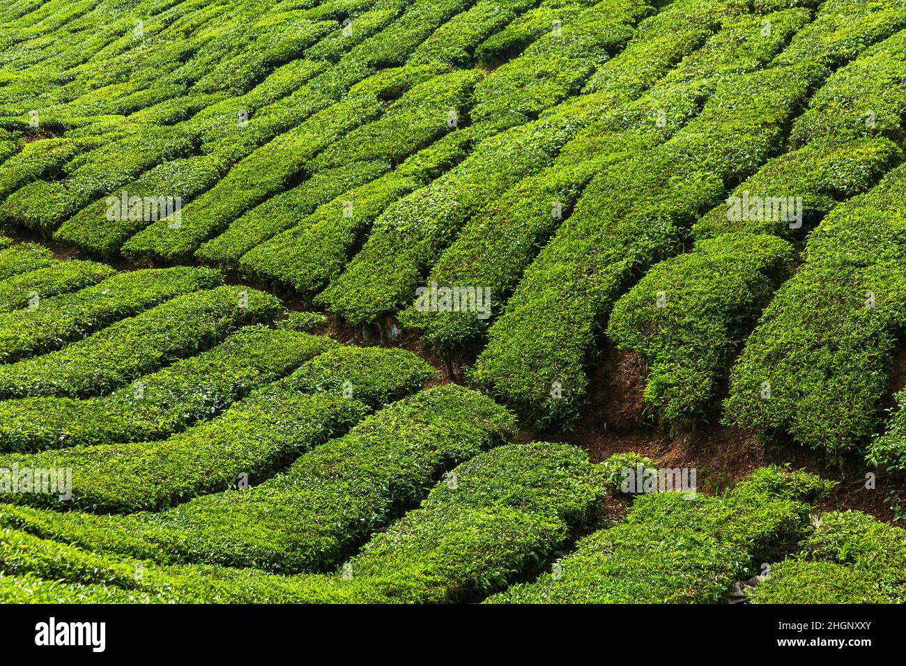 Southeast asia tea plantation hi-res stock photography and images - Alamy