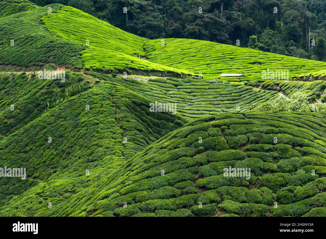 Malaysian tea plantations, Cameron Highlands Stock Photo - Alamy