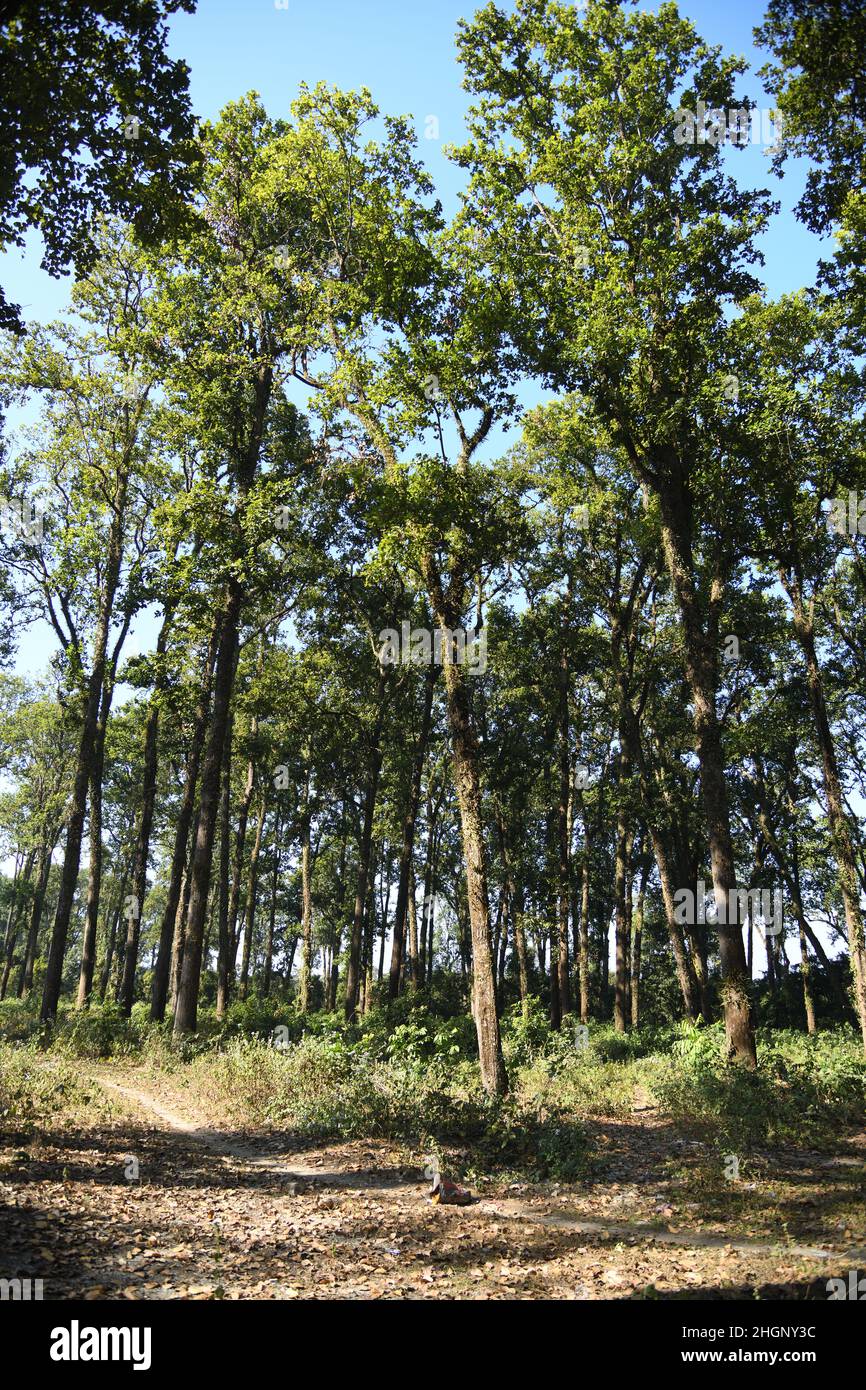 Sal (Shorea robusta) forest. Mangalbari area, Malbazar, Jalpaiguri ...
