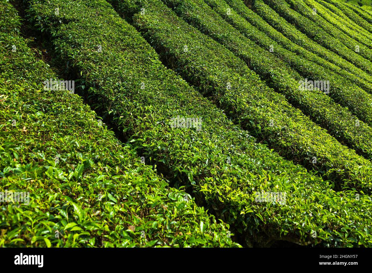 Tea leaves on a bush at Cameron Highlands Stock Photo - Alamy