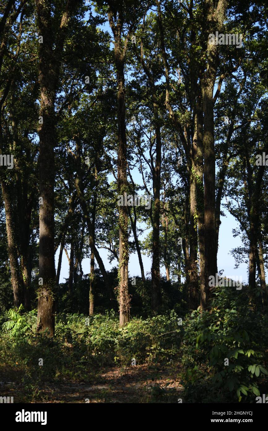 Sal (Shorea robusta) forest. Mangalbari area, Malbazar, Jalpaiguri ...