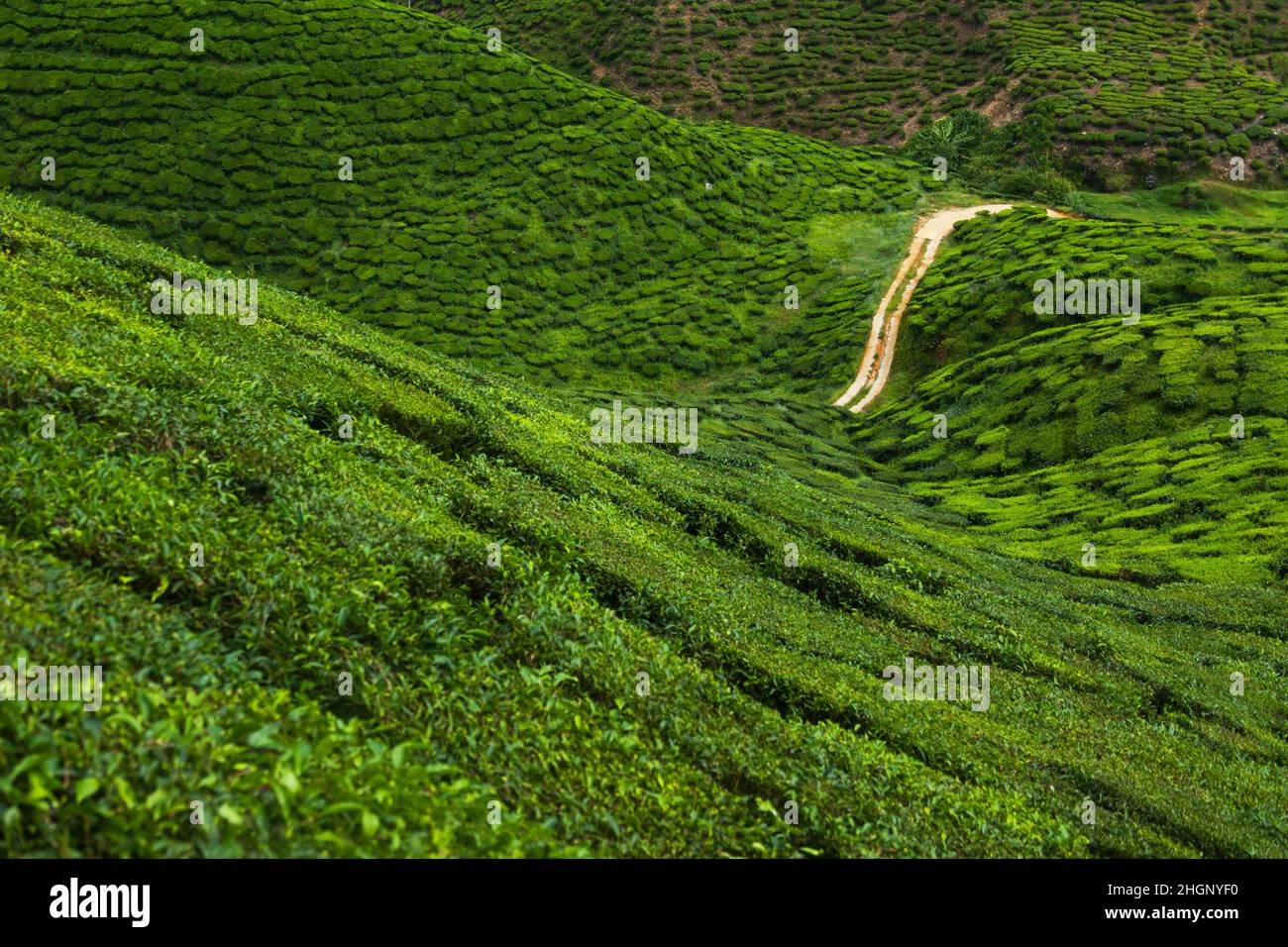 road through tea plantation in Cameron Highlands Stock Photo - Alamy