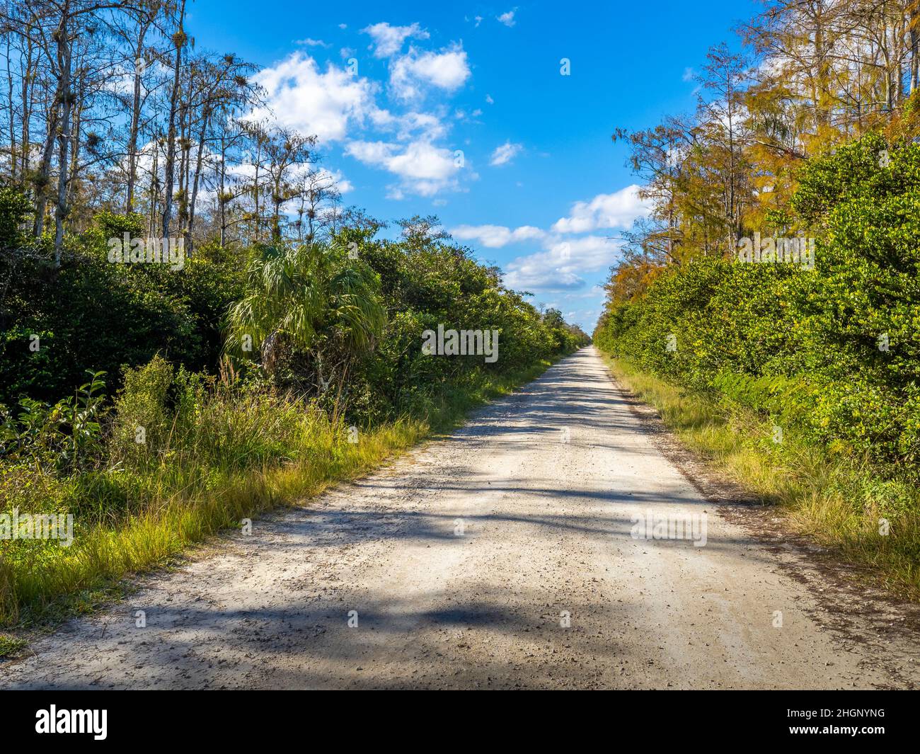 Loop Road in Big Cypress National Preserve in Florida USA Stock Photo ...