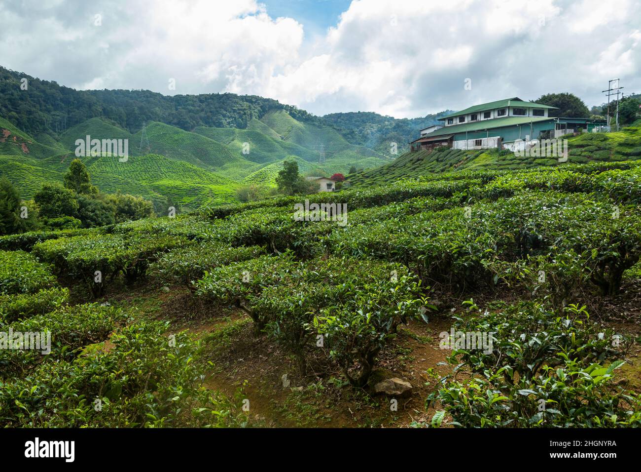 Green tea plants bushes hi-res stock photography and images - Alamy