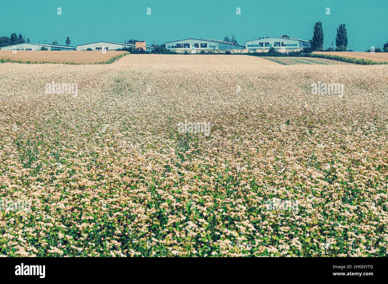 Buckwheat farm. Spring field with buckwheat blooms. Healthy Eating ...