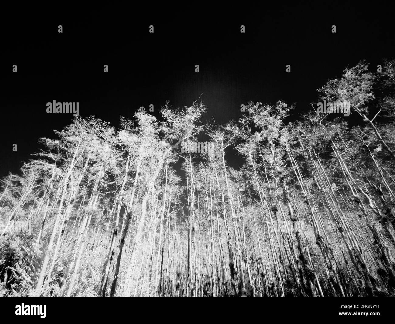 Infrared Red iamge along Loop Road in Big Cypress National Preserve in ...