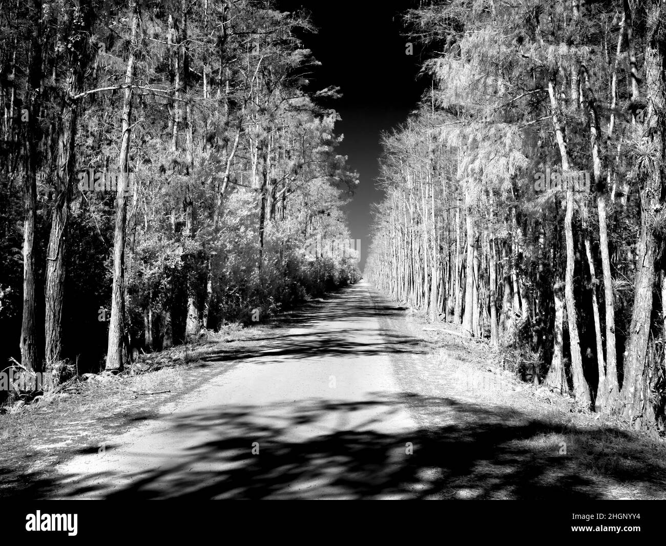 Infrared Red iamge along Loop Road in Big Cypress National Preserve in ...