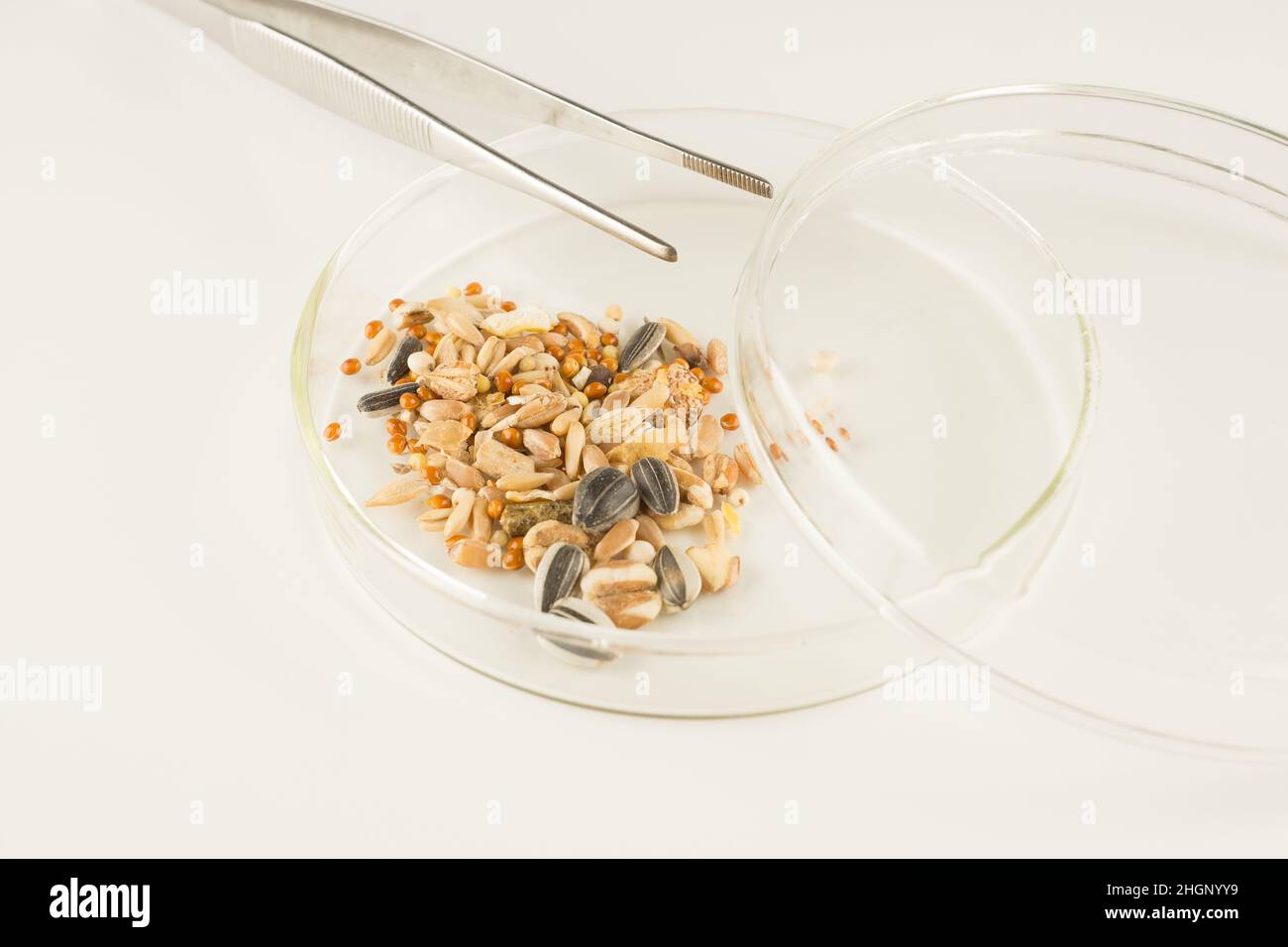 glass scientific bowl with plant seeds for study Stock Photo - Alamy