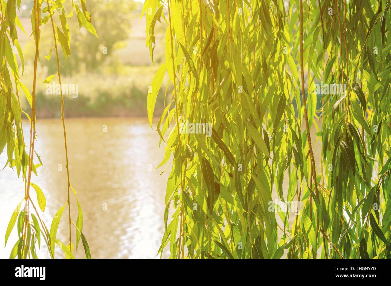 Willow hanging over river hi-res stock photography and images - Alamy