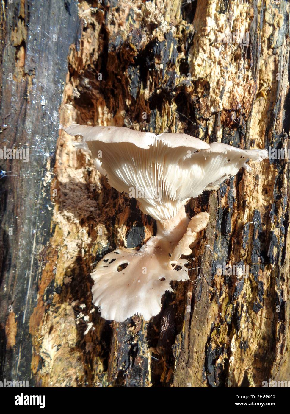 Close-up natural environmental portrait of fungi as symbols of life ...