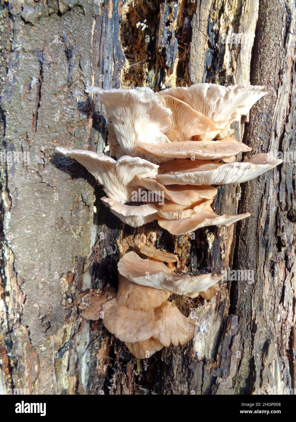 Close-up natural environmental portrait of fungi as symbols of life ...