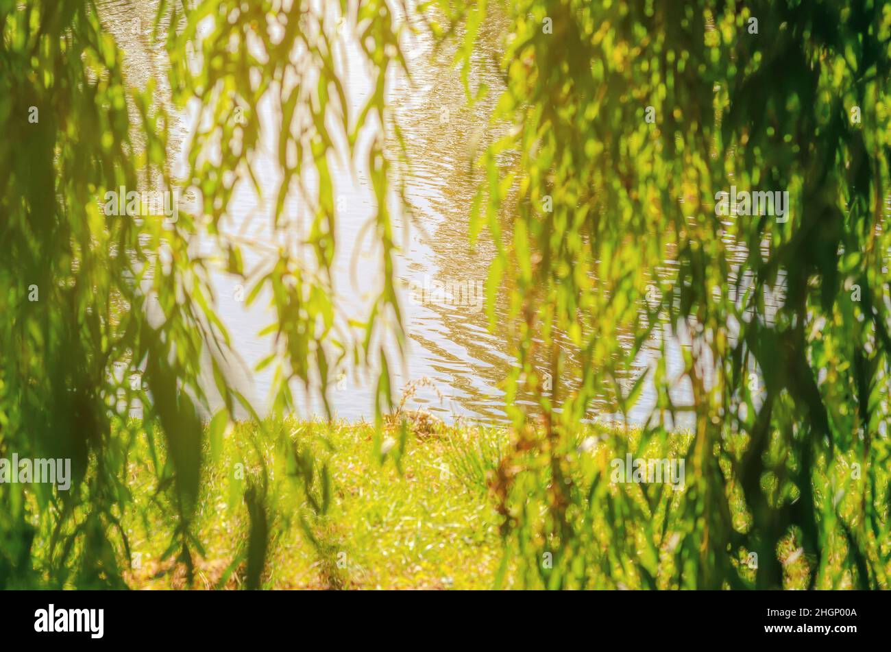 Green branches of weeping willow over river in sunlight Stock Photo - Alamy