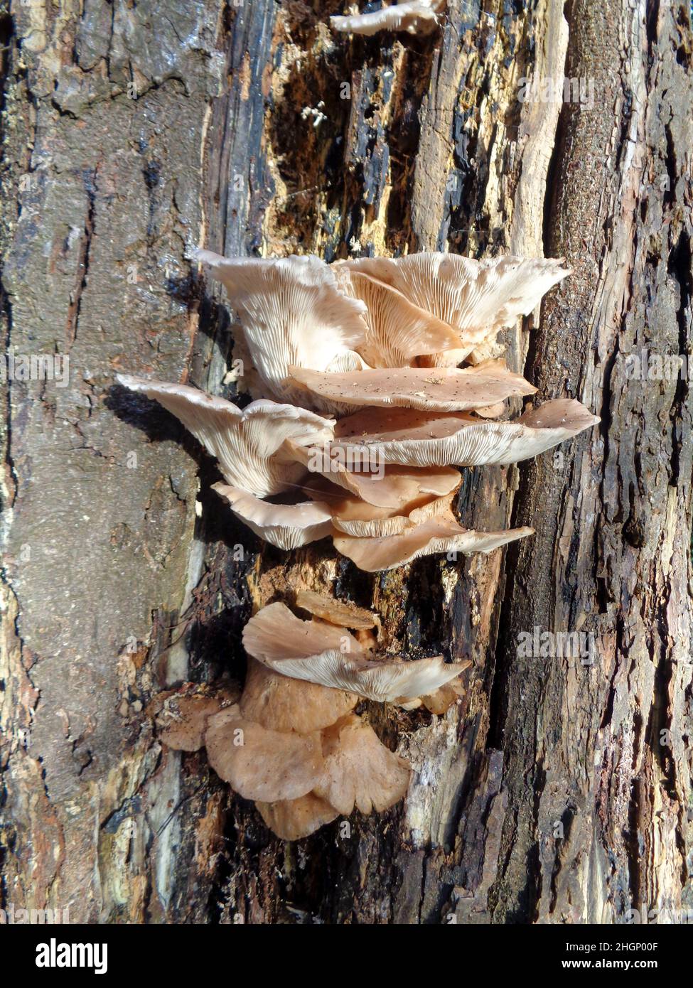 Close-up natural environmental portrait of fungi as symbols of life ...