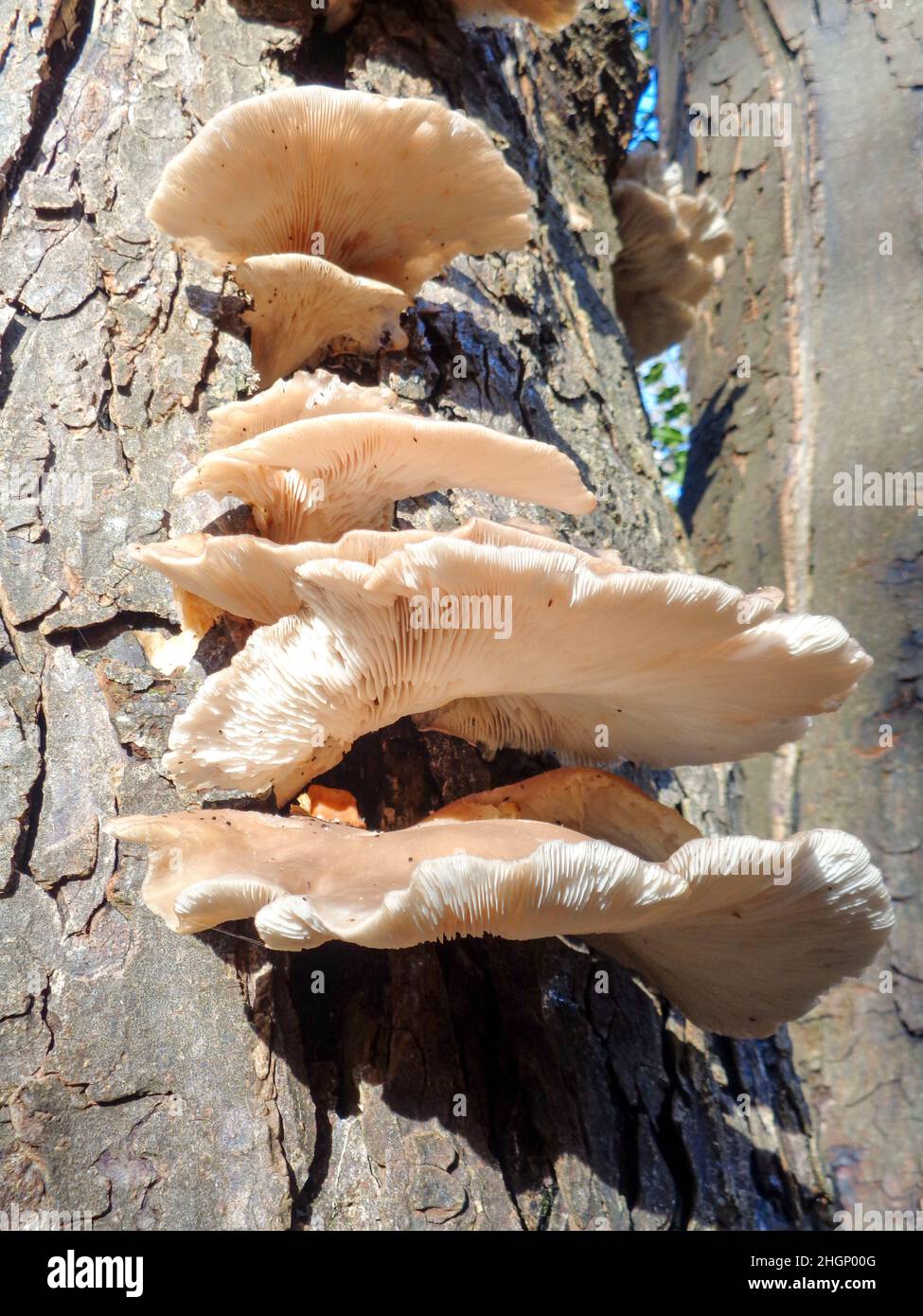 Close-up natural environmental portrait of fungi as symbols of life ...