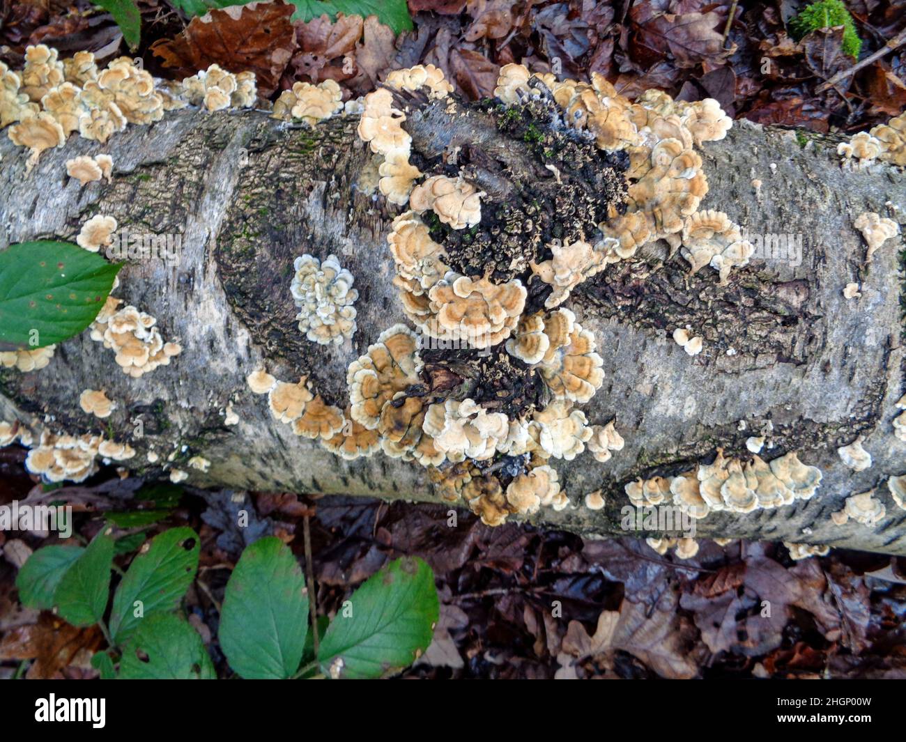 Choas, abstract patterns and textures in nature and the environment ...