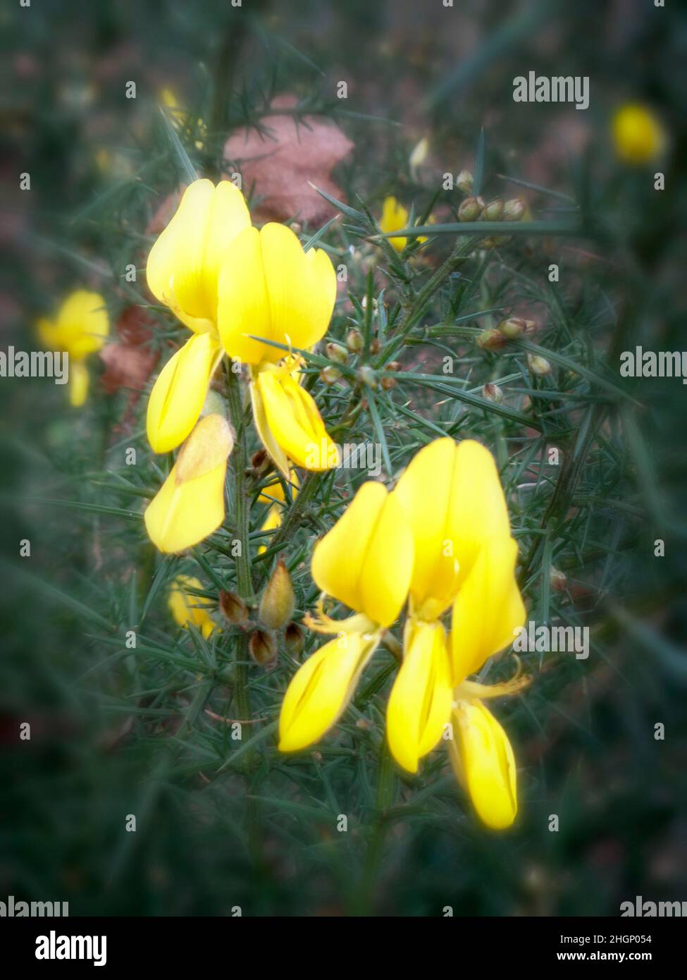 Common gorse art hi-res stock photography and images - Alamy