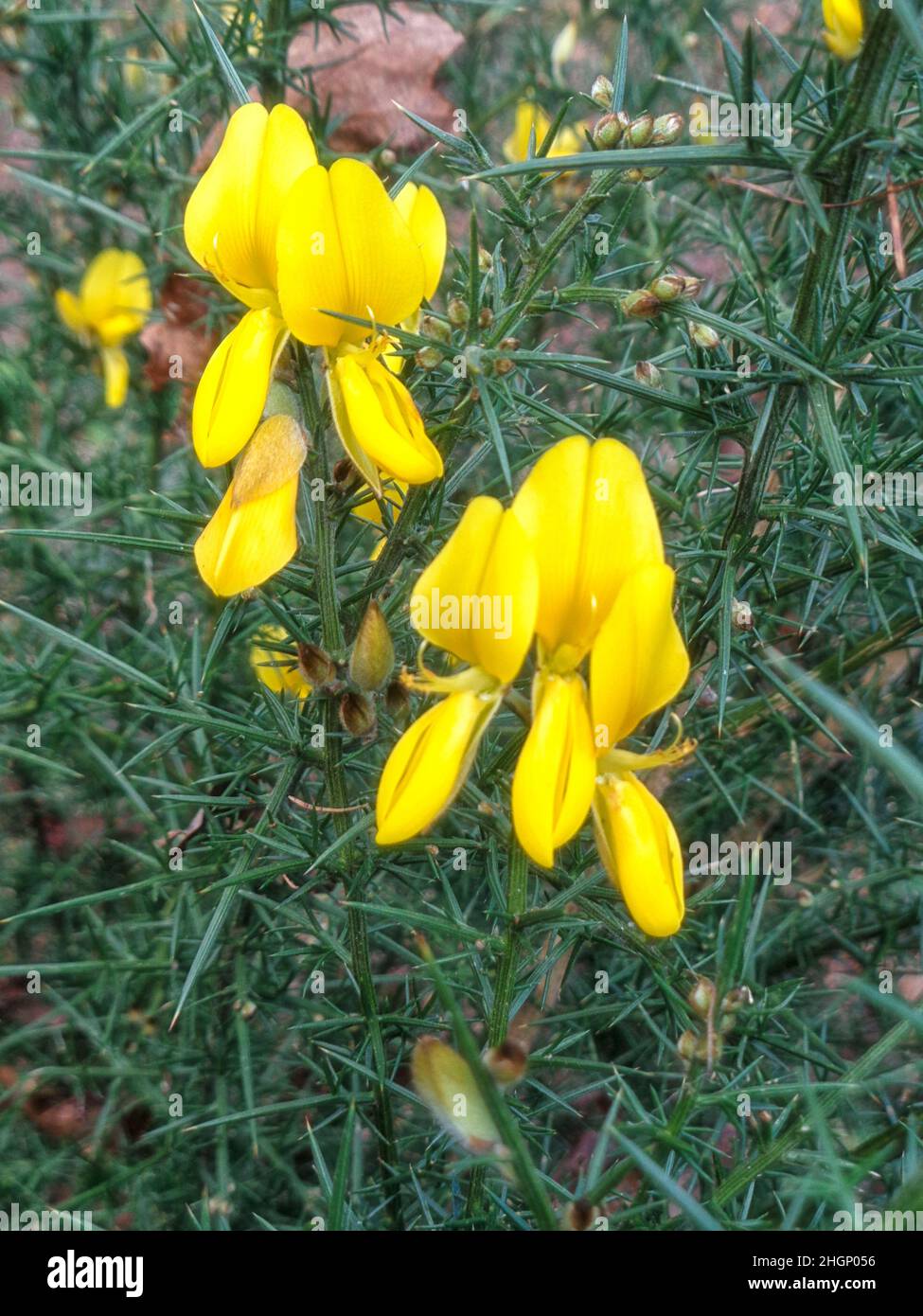 Gorse flower arrangement hi-res stock photography and images - Alamy