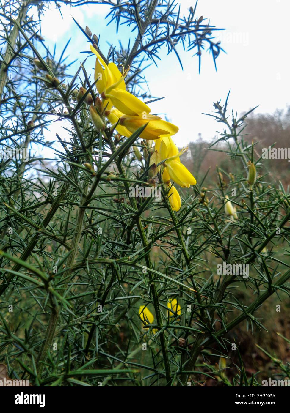 Close up natural spring flower portrait of common Gorse (Ulex europaeus ...