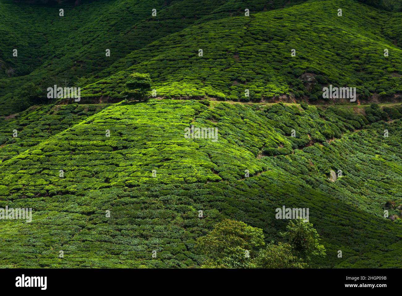 Tea plantation fields crop hi-res stock photography and images - Alamy