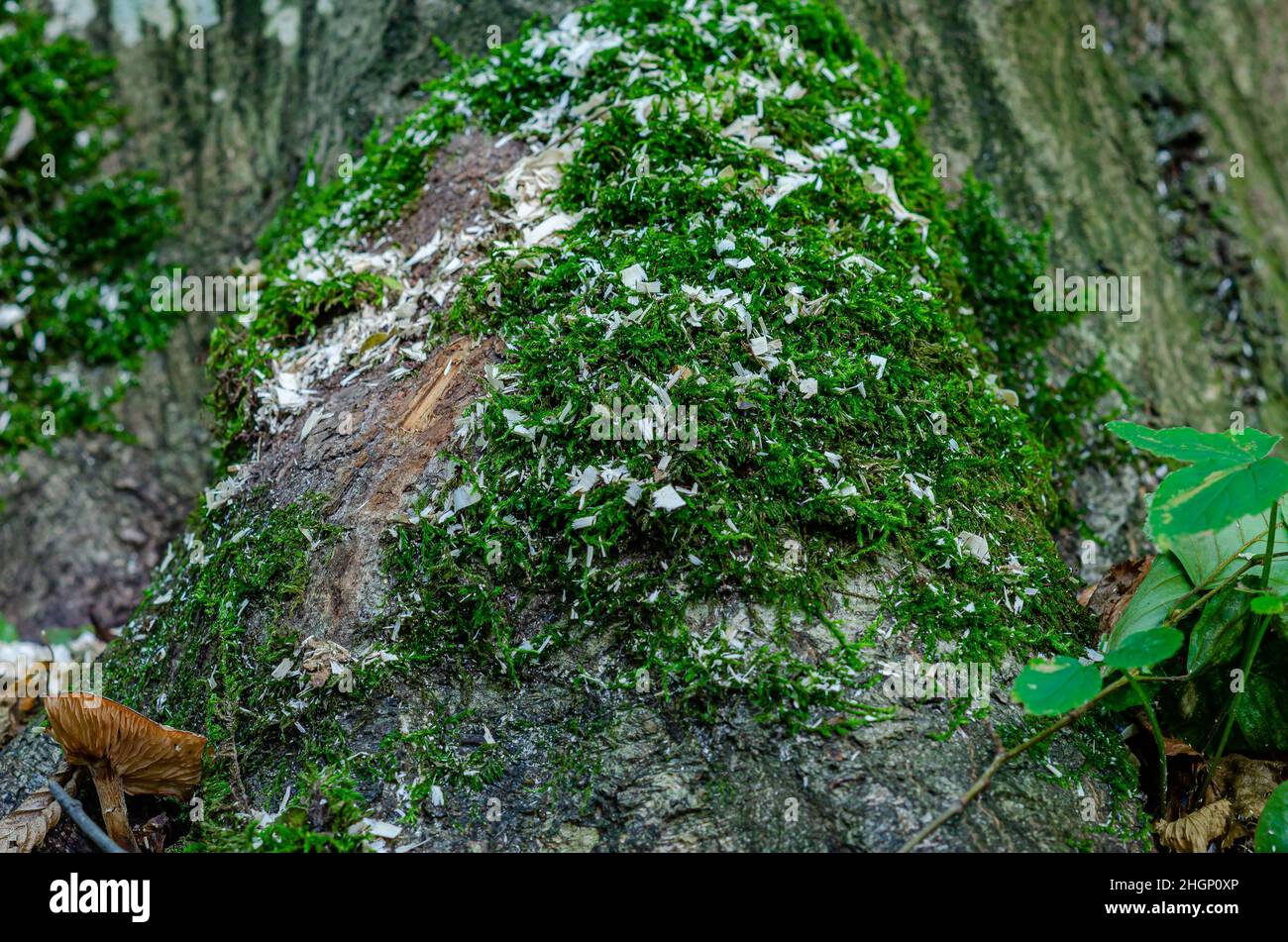 Beautiful green moss on bark of tree in the forest. Aroma of autumn ...