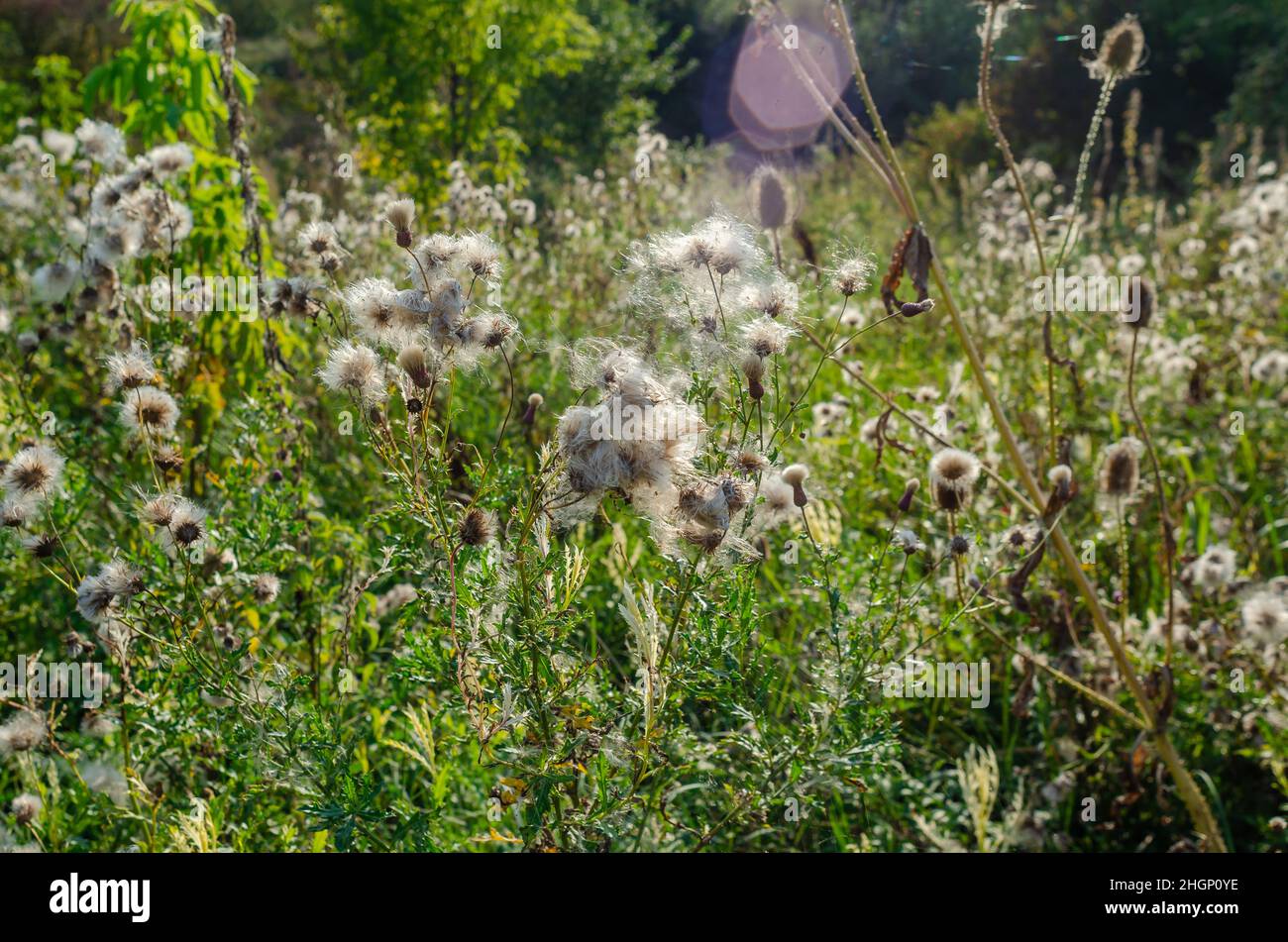 Landscape with fluffy dry flowers in sun. Meadow in late summer. Sun ...